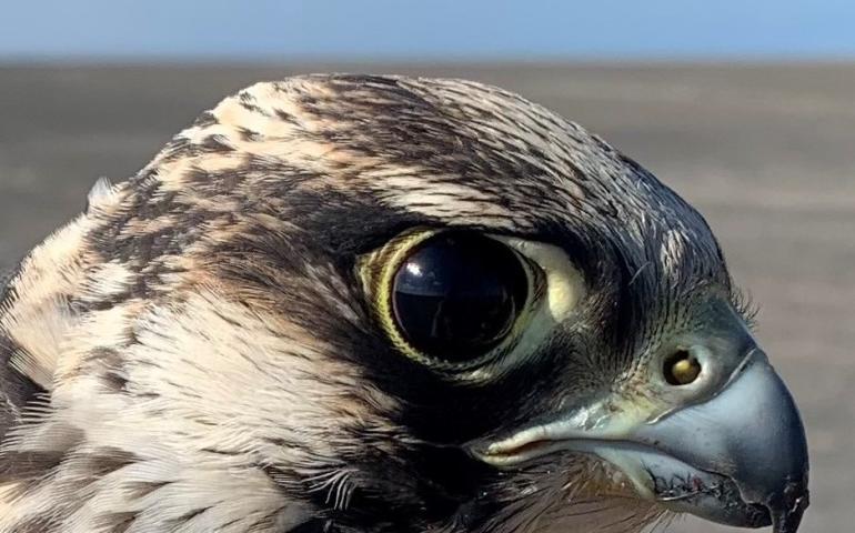Alaska peregrine falcon numbers drop again | Geophysical Institute
