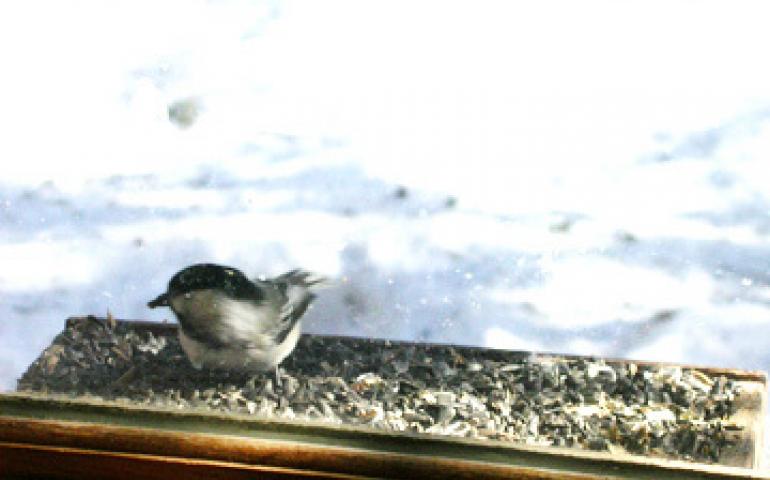 Alaska chickadees outsmart their Colorado cousins | Geophysical Institute