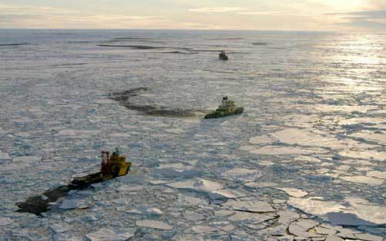 A fern grows in the Arctic Ocean | Geophysical Institute