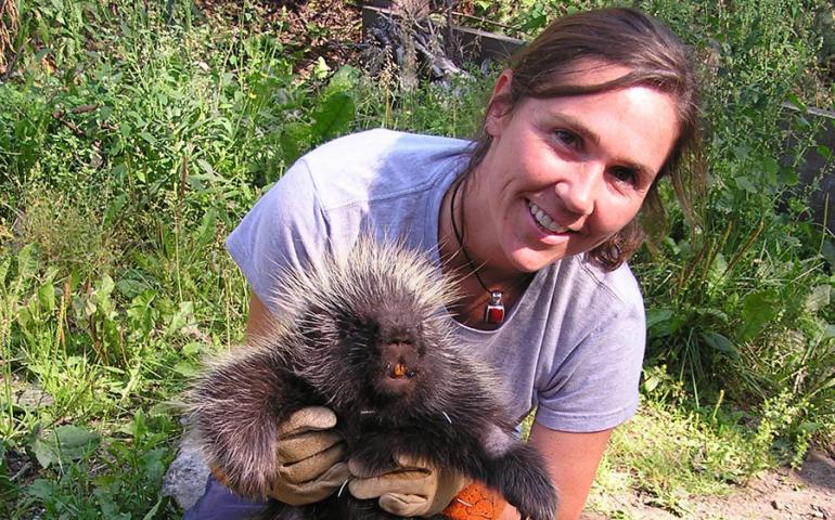 The Alaska porcupine's winter in slow-motion | Geophysical Institute