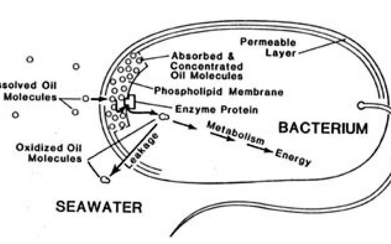How Bacteria Digest Oil | Geophysical Institute