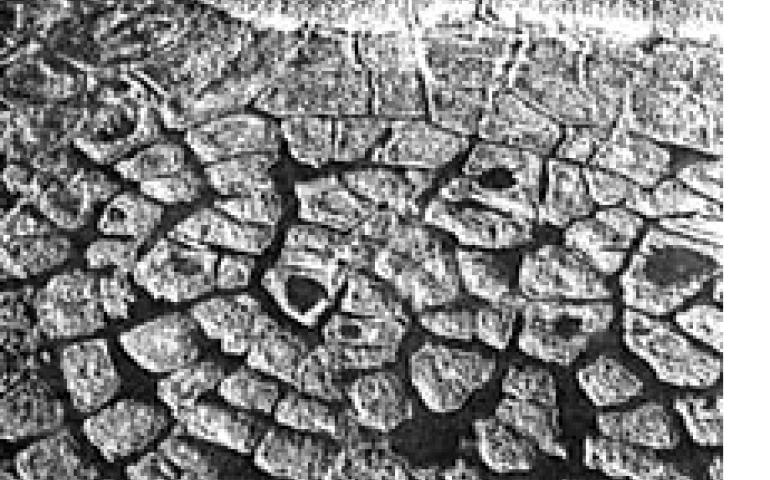Ground Patterns in Nature | Geophysical Institute
