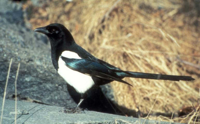 Black Billed Magpie In Alaska
